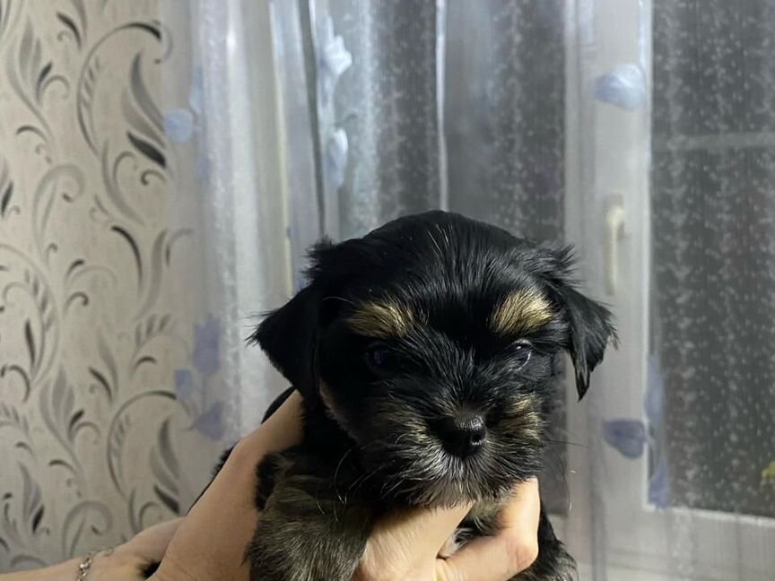 Домашние животные собаки щенки