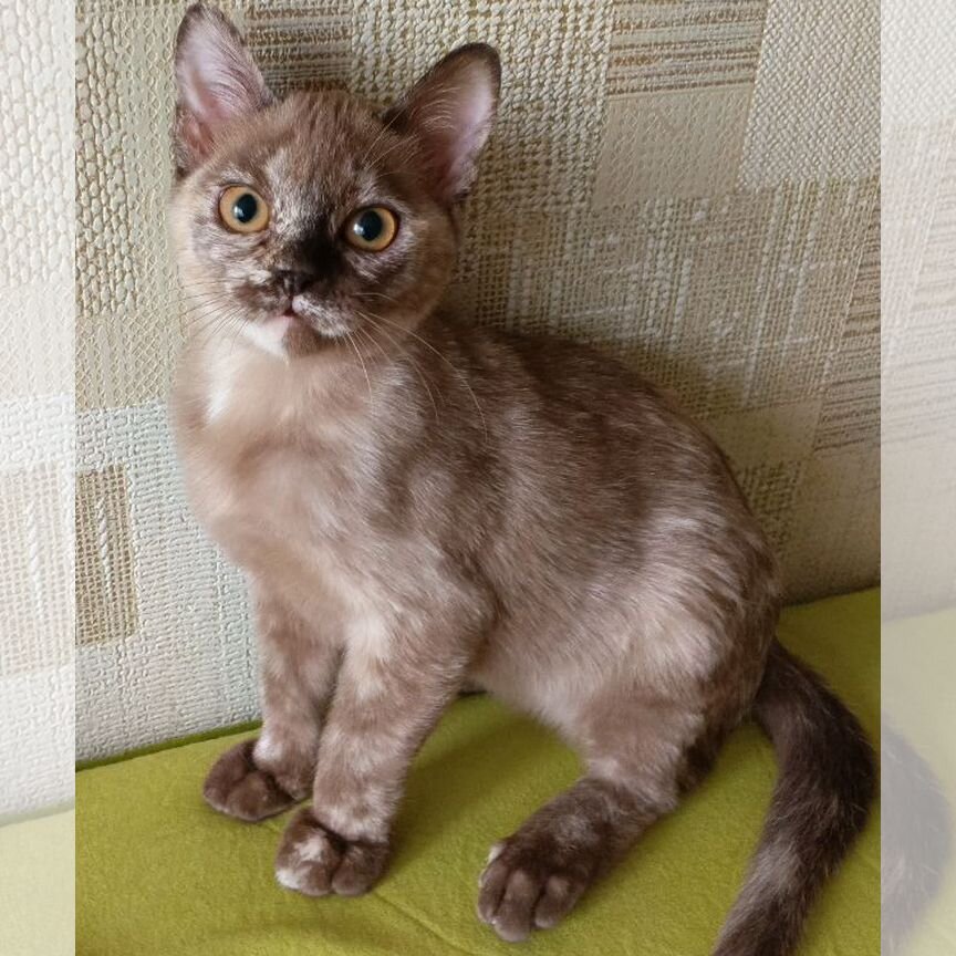 Бурманская кошечка