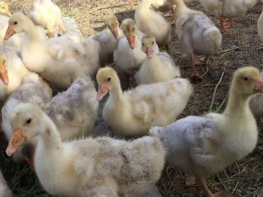 Продам месячных гусят