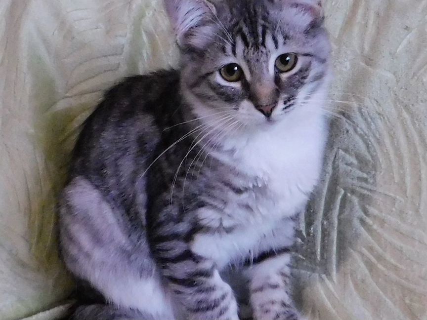 Кошечка, 4 месяца