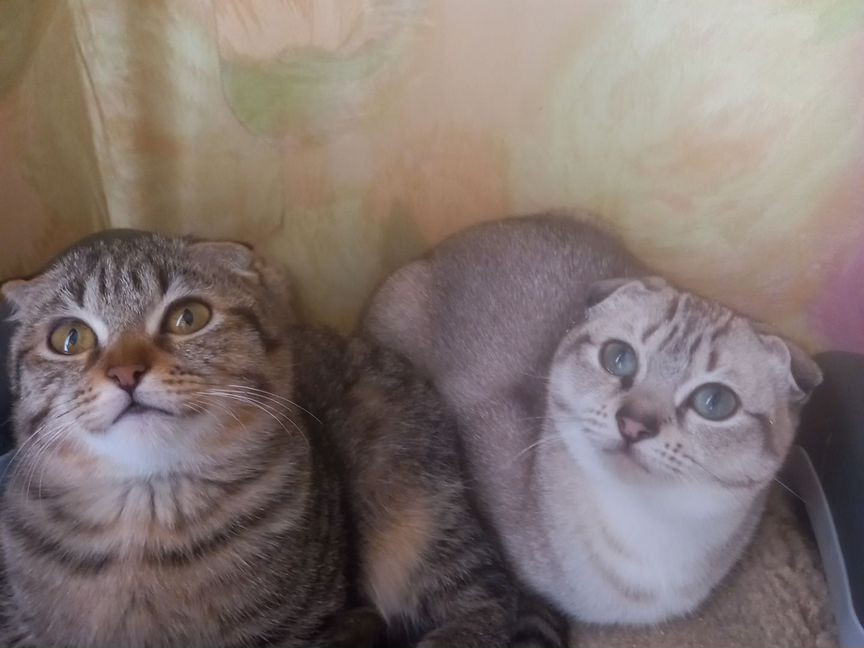 Шотландские вислоухие