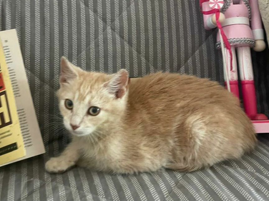Рыжий нежный котёнок в добрые руки