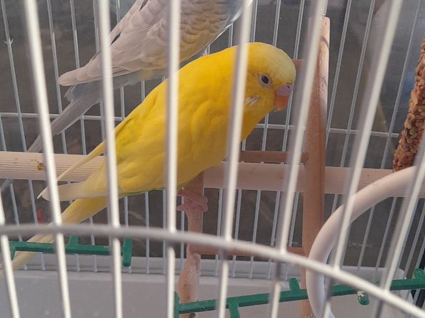 Волнистые попугайчики