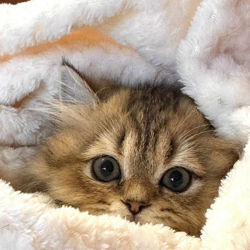 Шотландский прямоухий длинношёрстный котёнок