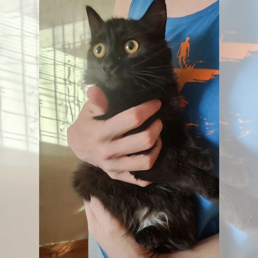 Сибирский котёнок