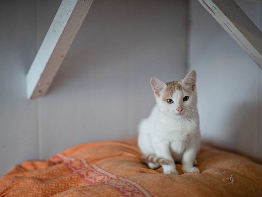 Котёнок Тис из приюта в добрые руки