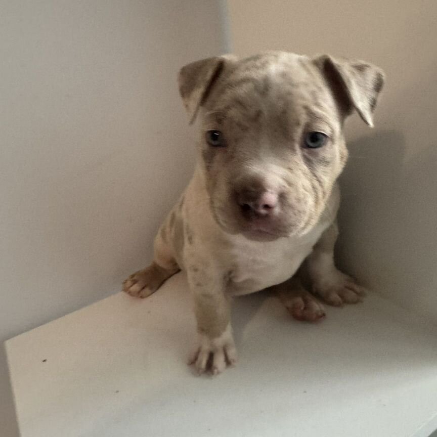 Американский булли