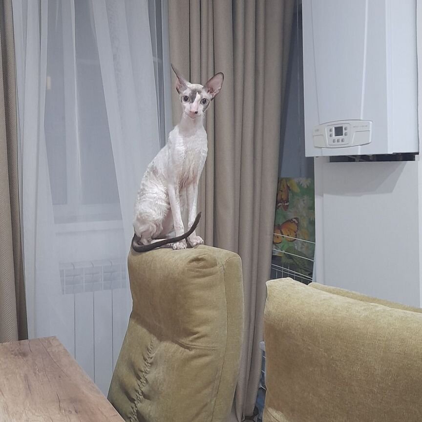 Корниш-рекс