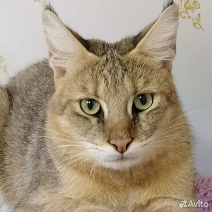 Чаузи Ф1 (85 процентная девочка гигант)