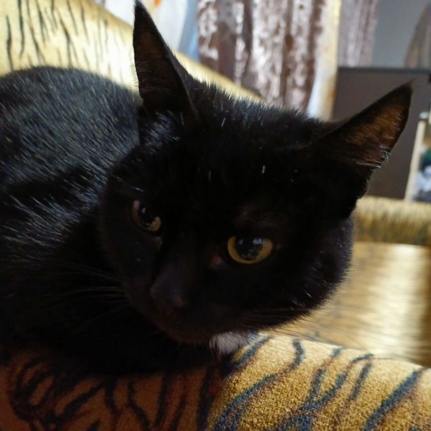 Отдам умницу кошку