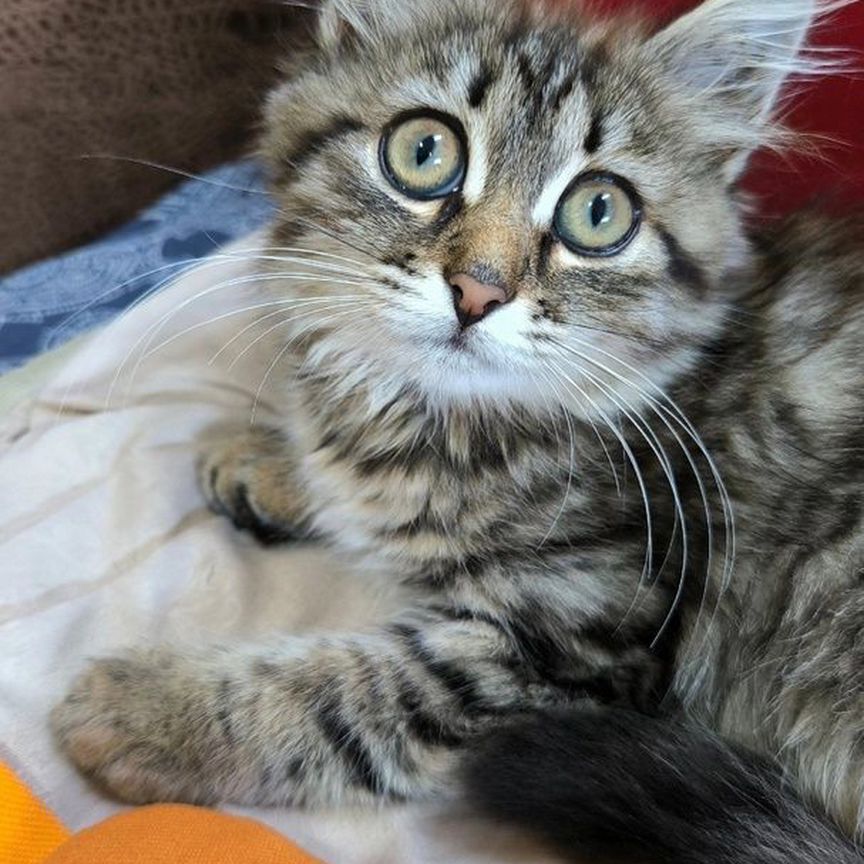 Пушистая тигровая малышка котенок в добрые руки