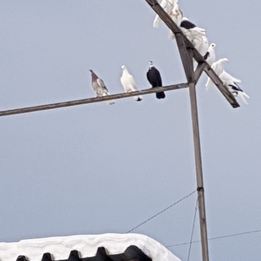 Продажа голубей