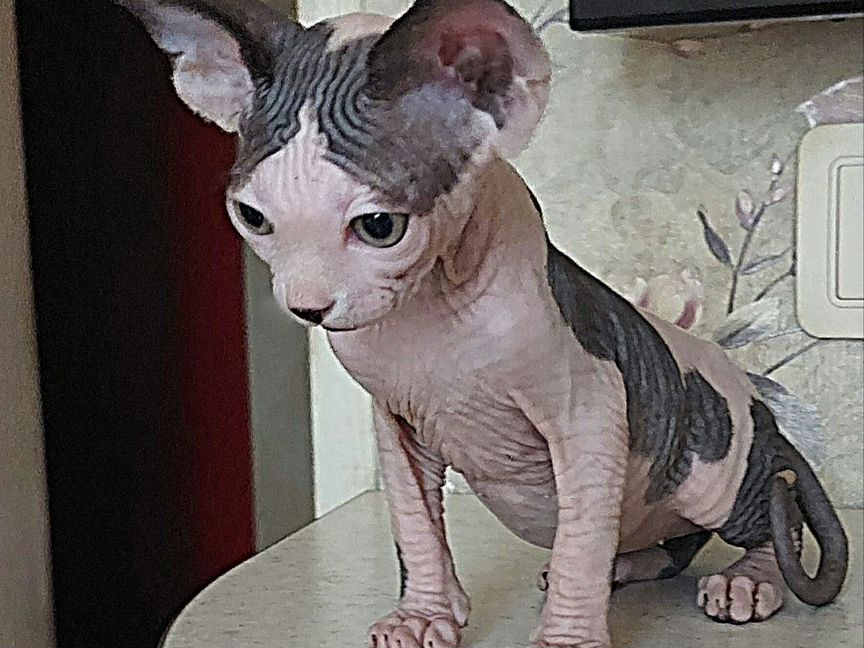 Которебенок девочка сфинкс