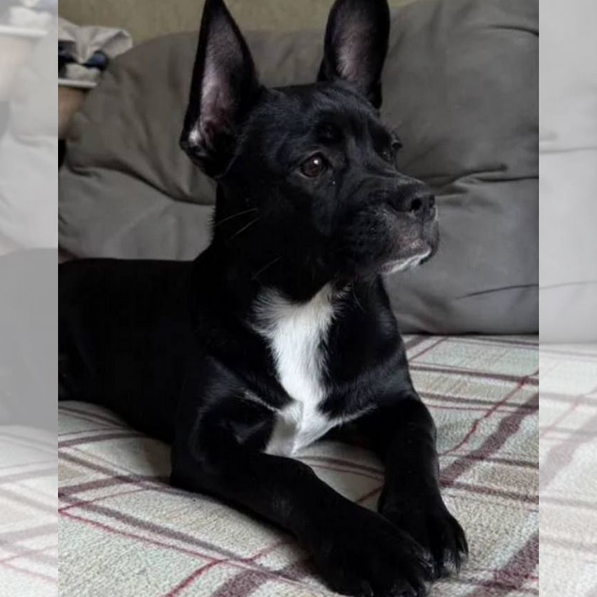 Французский бульдог, щенок