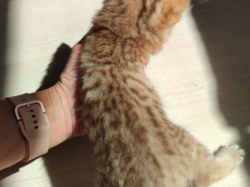 Котенок британская золотая шиншилла мальчик