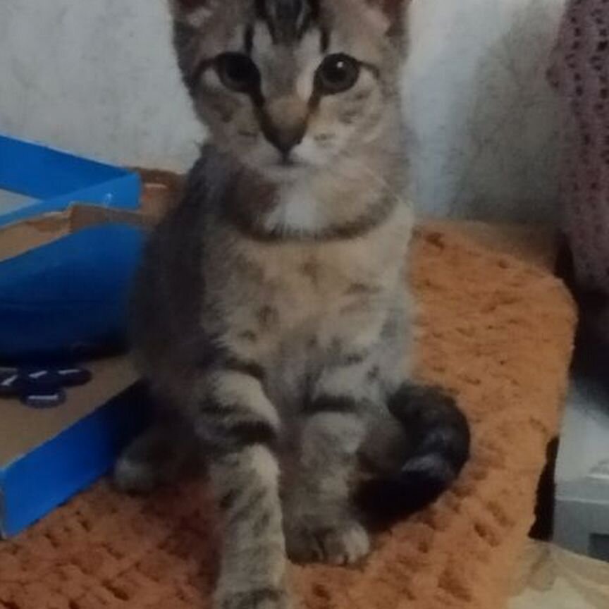 Замечательные котята в добрые руки