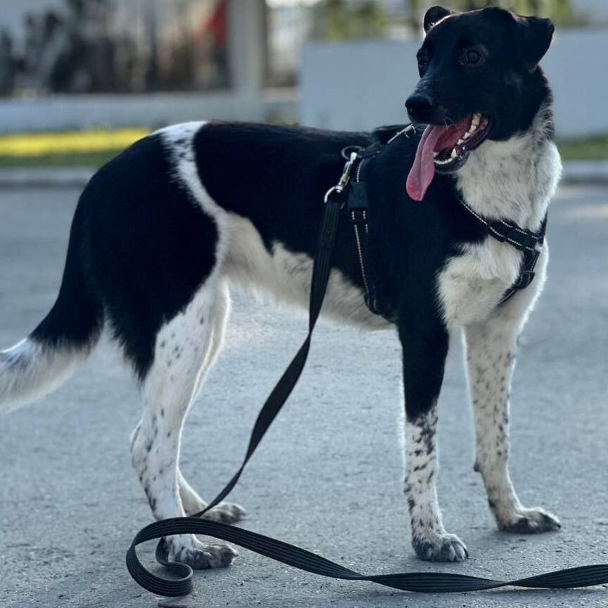 Взрослая собака в добрые руки