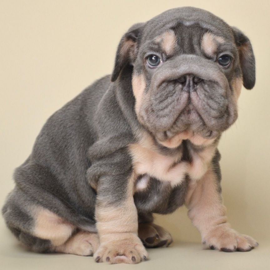 Французский бульдог, щенок