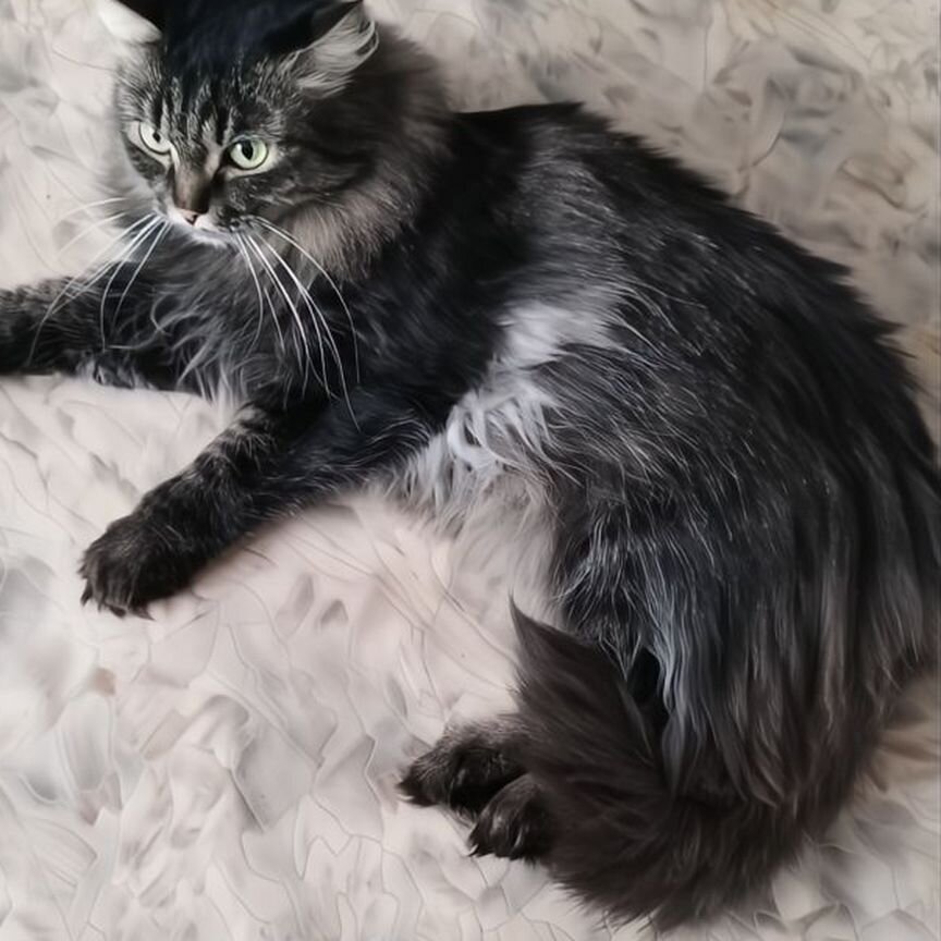 Взрослая, кошка в добрые руки