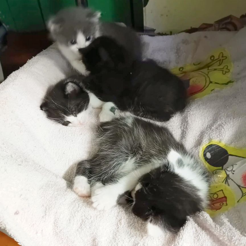Котята бобтейл