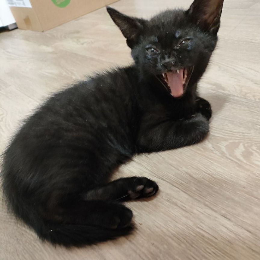 Котёнок в добрые руки