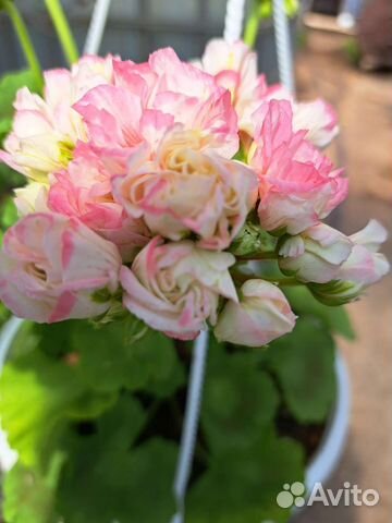 Пеларгония Denise Sutarve купить в Белогорске | Товары для дома и дачи ...