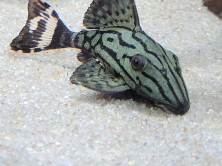 Королевский панак 191 и l 397 и l 236 сомы