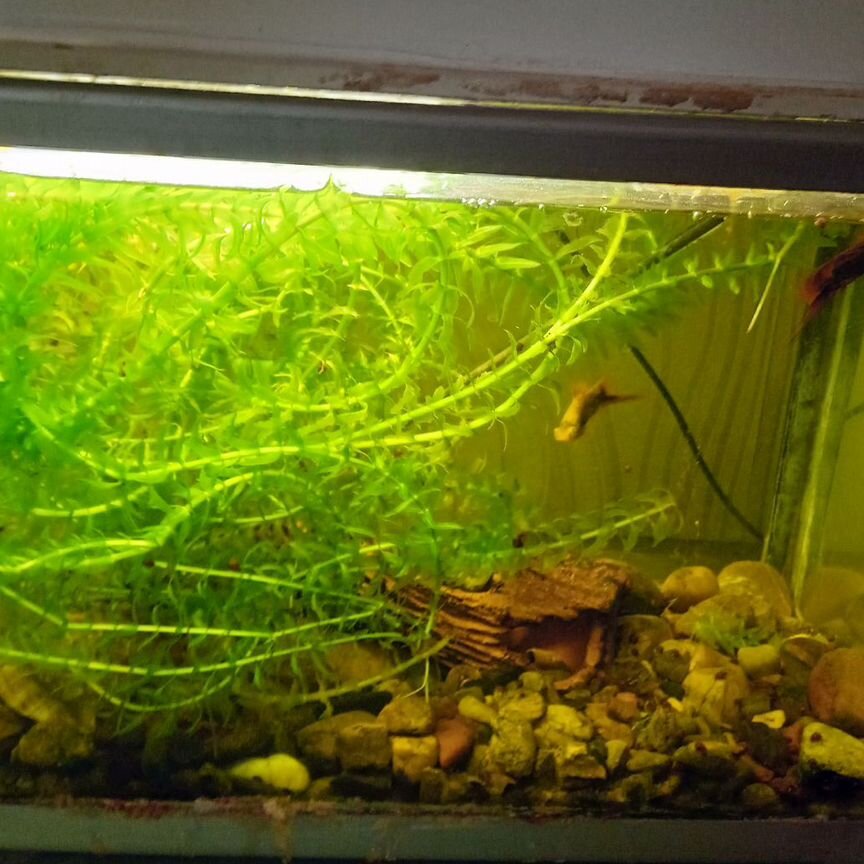 Аквариумные растения