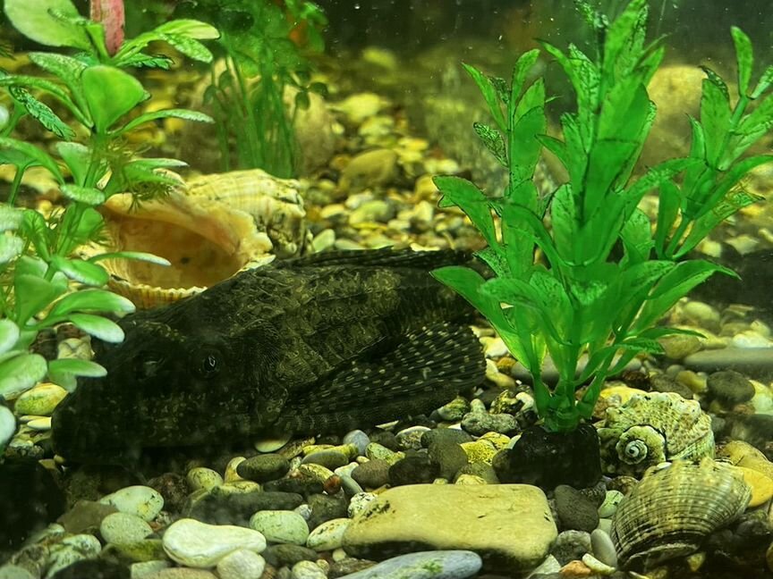 Птеригоплихт