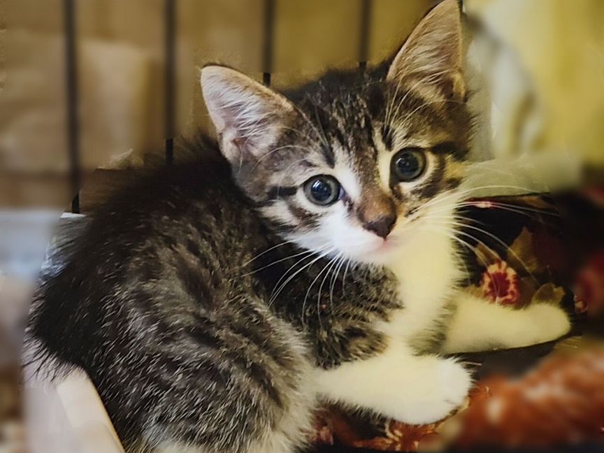 Шустрый гномик ищет семью