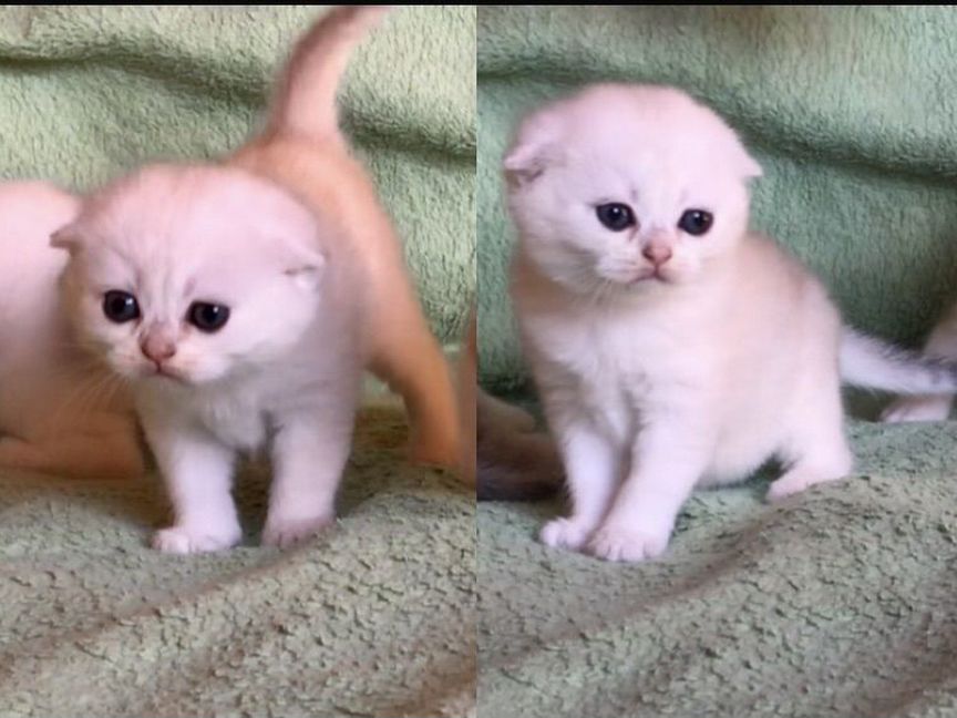 Кошечка красавица шотландская вислоухая