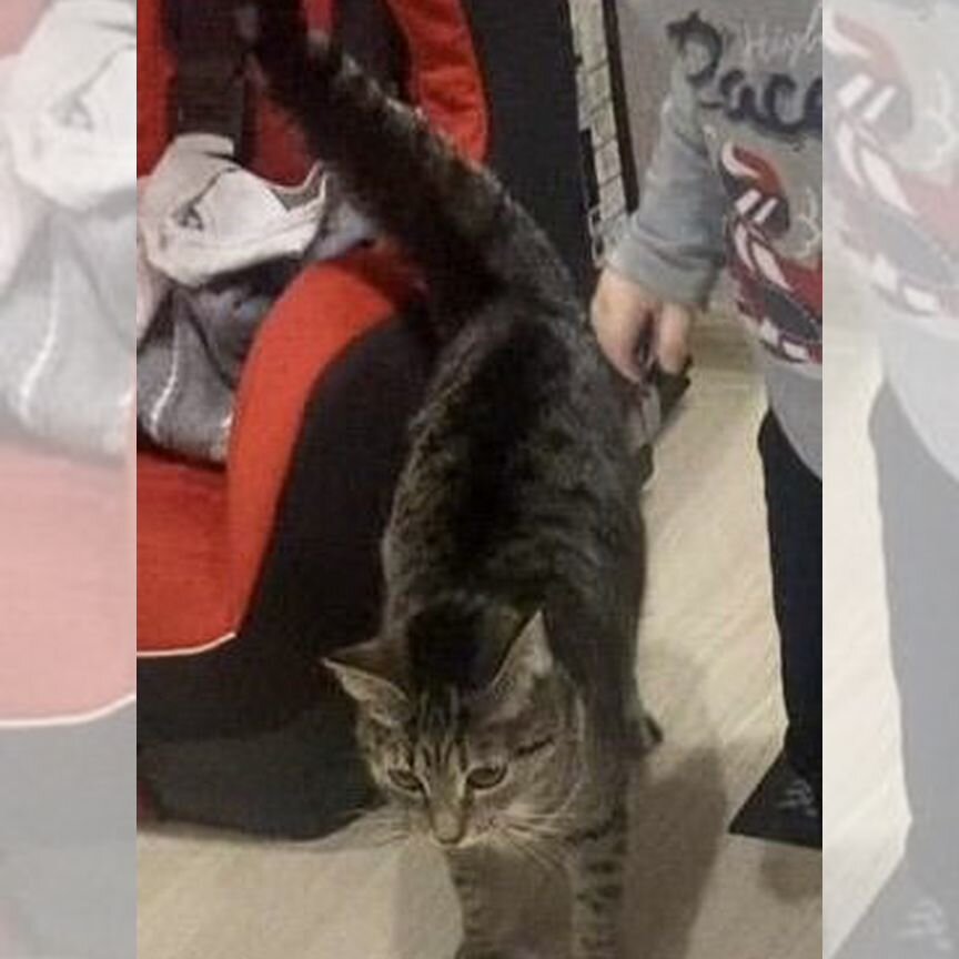 Ориентальный котёнок