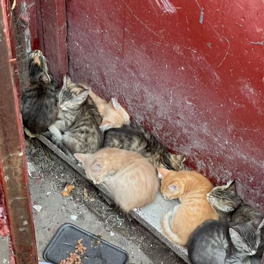 Котята в добрые руки