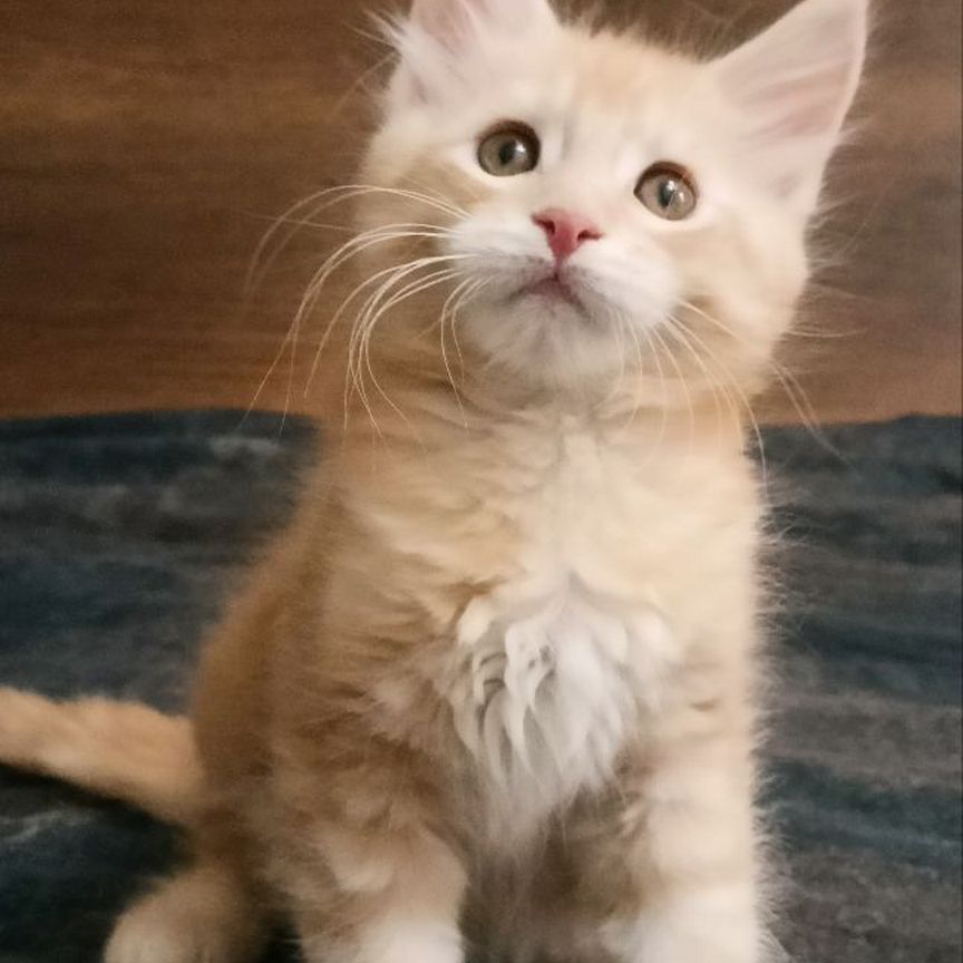 Котята мейн-кун