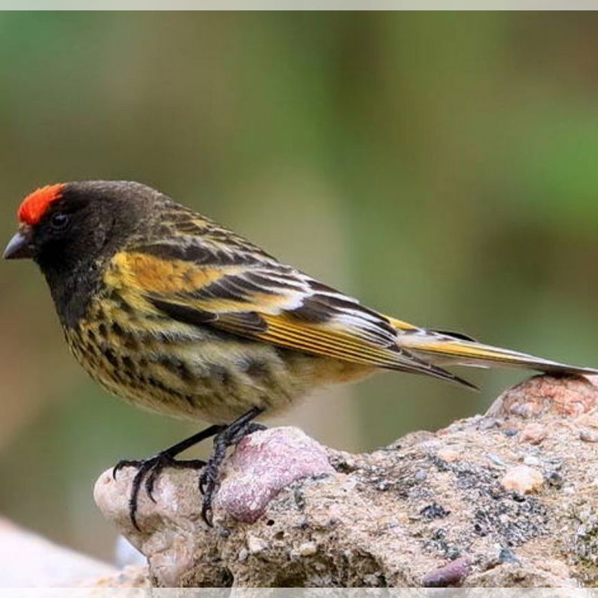 Продаю поющего красношапочного вьюрка