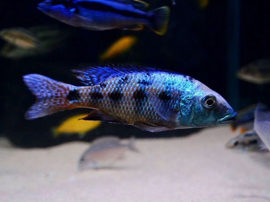 Цихлида Хаплохромис ростратус (Fossorochromis ros