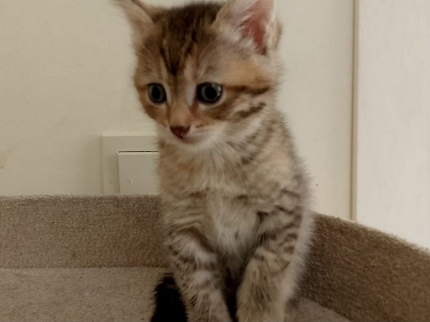 Котята в добрые руки бесплатно приученные к лотку