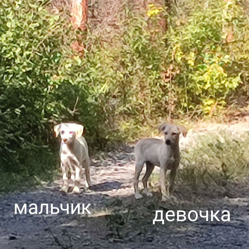 Чудо - чудное в поисках любящего сердца