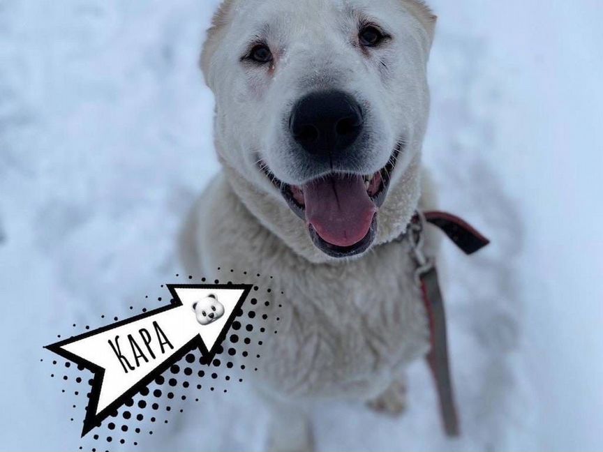 Собака в добрые руки