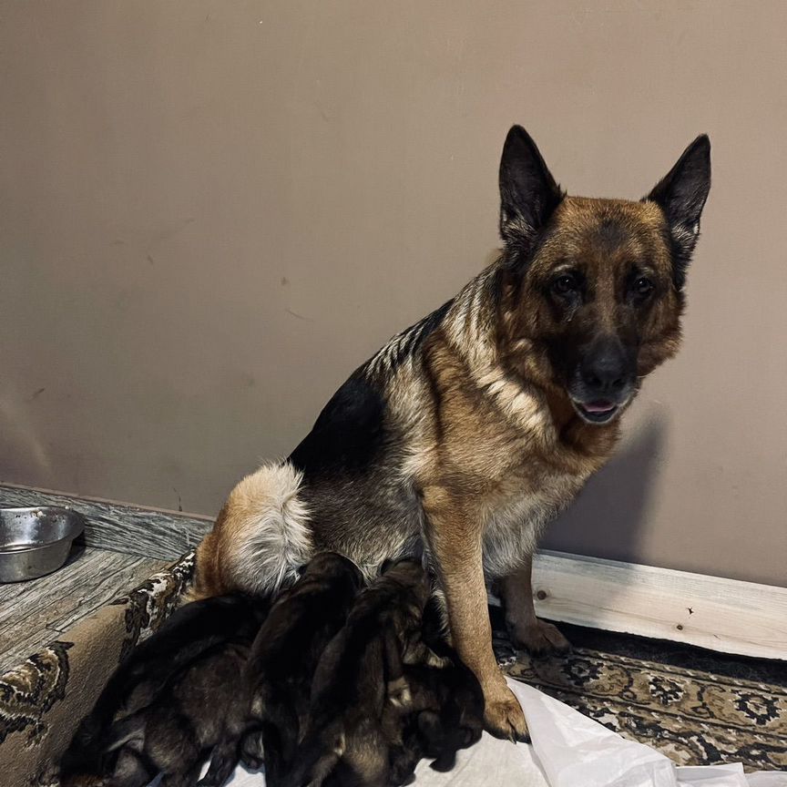 Щенки от немецкой овчарки