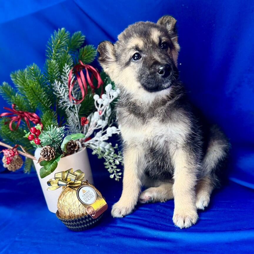 В добрые руки