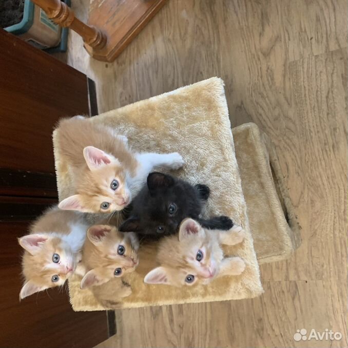 Котята, рожденные в конце июня (сейчас им месяц)
