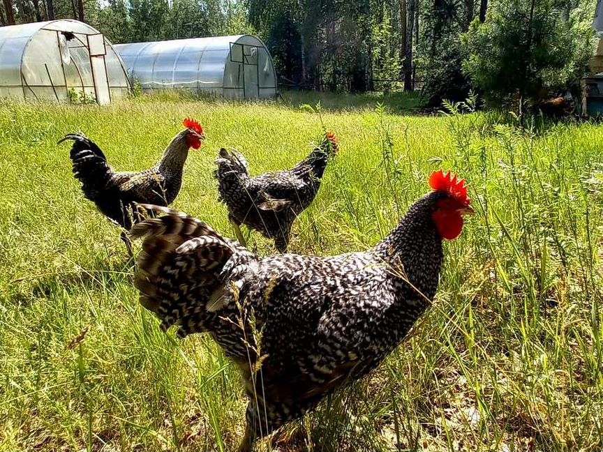 Куры доминант