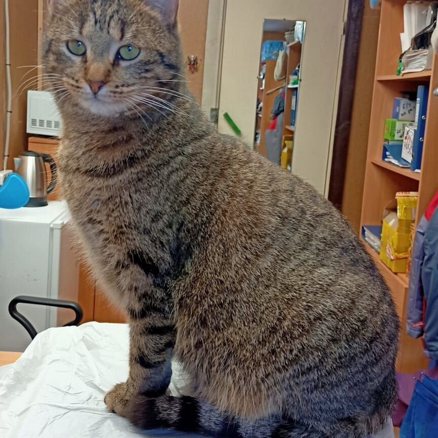 Кошечка ищет дом