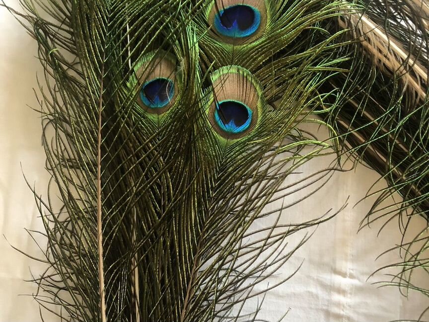 Перо павлина