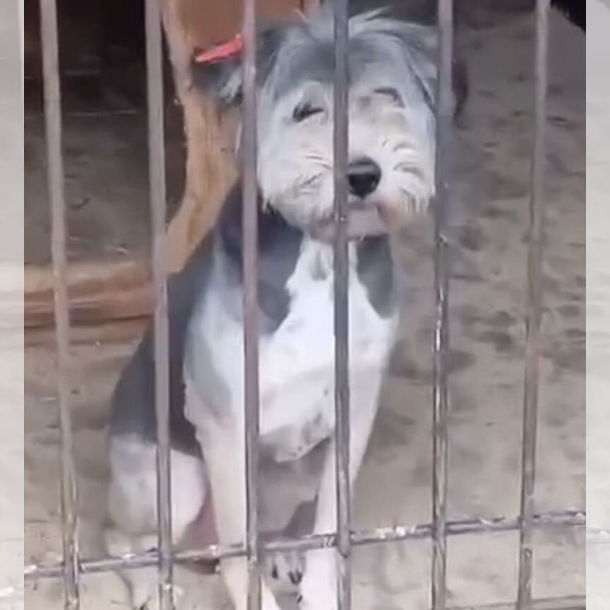 Собака на усыпление