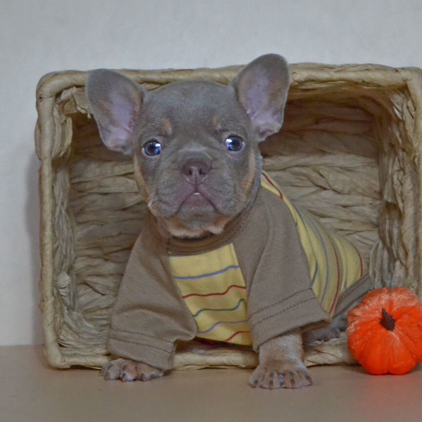 Французский бульдог щенки