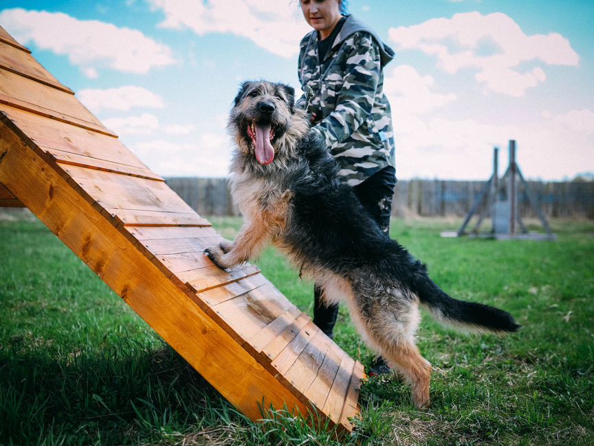 Весёлый и обаятельный метис овчарки в дар