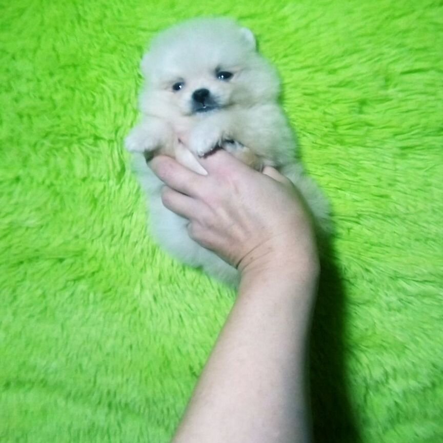 Померанский шпиц, щенок