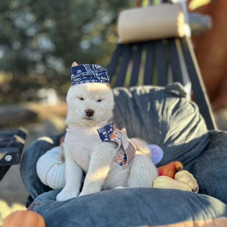 Девочка сиба ину (шиба ину)